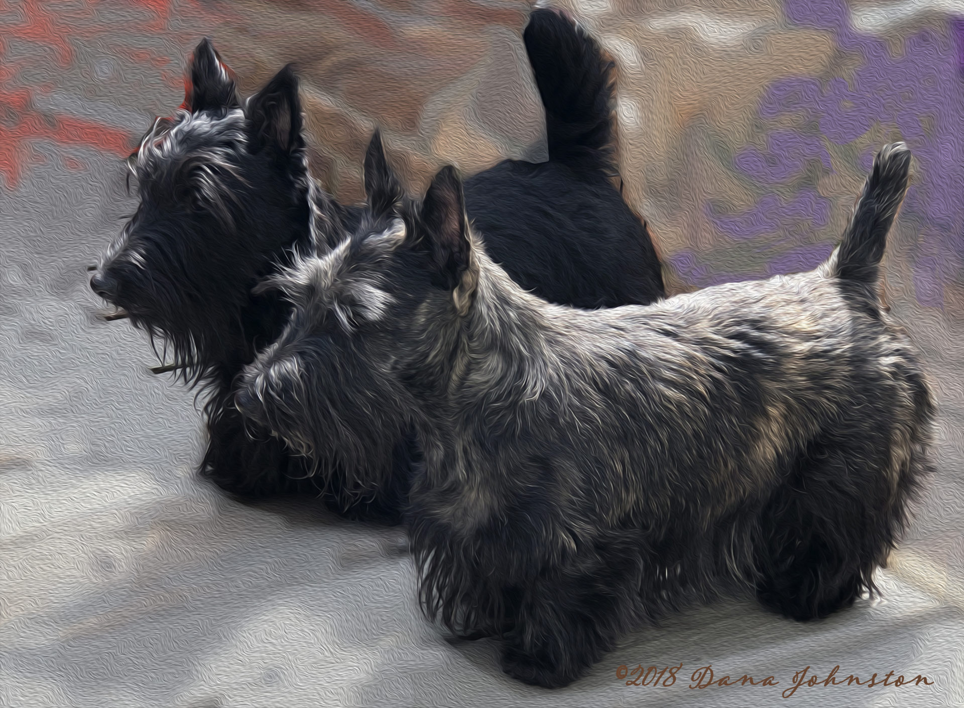 The Kingsdale Scottish Terriers family grew in 2018 – nyscotties.com