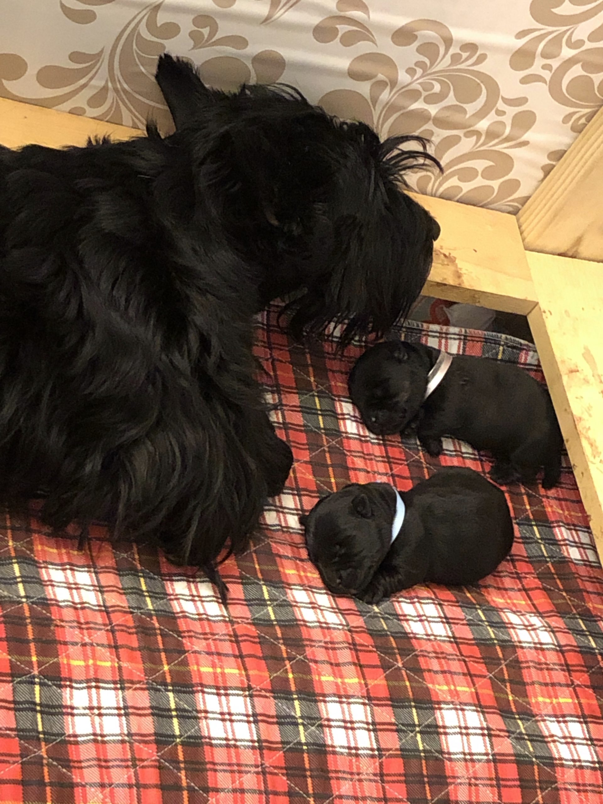 First 2020 Kingsdale Scottish Terrier Puppies have arrived ...